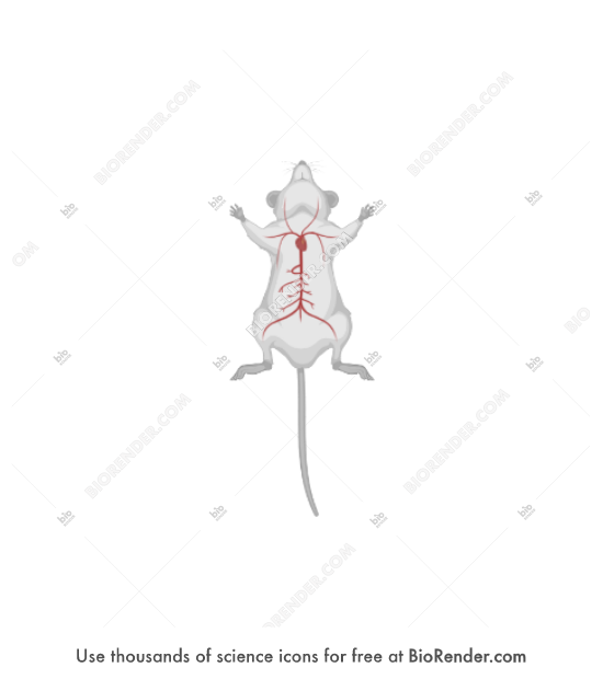 Free Mouse (supine, circulatory system, arterial) Icons, Symbols ...
