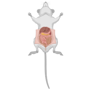 Free Mouse (supine, dissected) Icons, Symbols & Images | BioRender