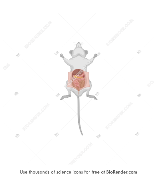 Free Mouse (supine, dissected) Icons, Symbols & Images | BioRender