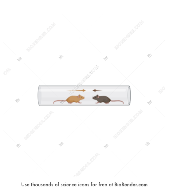 Free Mouse (tube dominance test) Icons, Symbols & Images | BioRender
