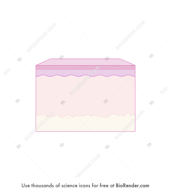 Free Skin epithelium (3d) Icons, Symbols & Images | BioRender