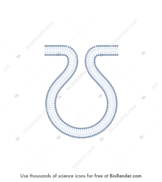 Free Vesicle (phospholipid bilayer, stage 4) Icons, Symbols & Images ...