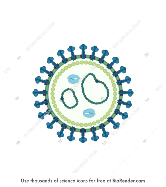 Free LASV Icons, Symbols & Images | BioRender