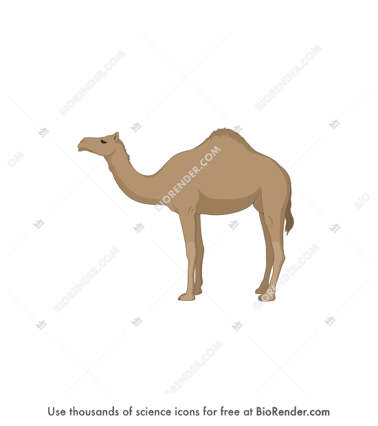 Free Camel (Camelus dromedarius) Icons, Symbols & Images | BioRender