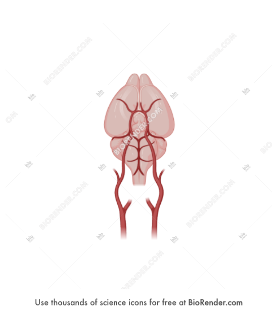 Free Mouse circulatory system (circle of willis, on brain) Icons ...