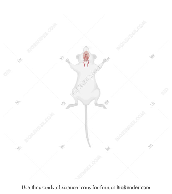 Free Mouse circulatory system (circle of willis, on brain and body ...