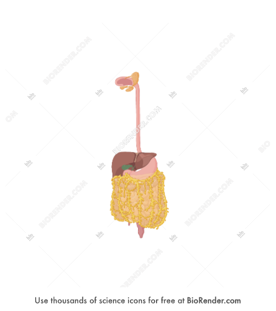 Free Omentum Greater On Digestive System Icons Symbols And Images Biorender