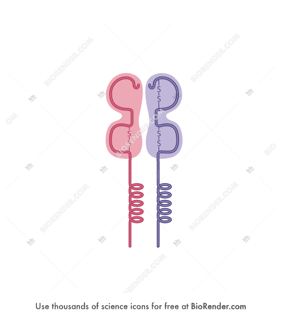 Free HLA class 2 Icons, Symbols & Images | BioRender