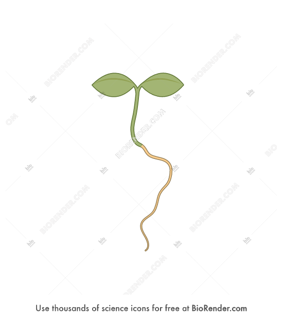Free Seedling 2 Icons, Symbols & Images | BioRender