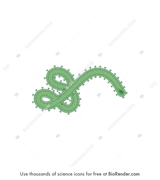 Free Ebola (editable) Icons, Symbols & Images | BioRender