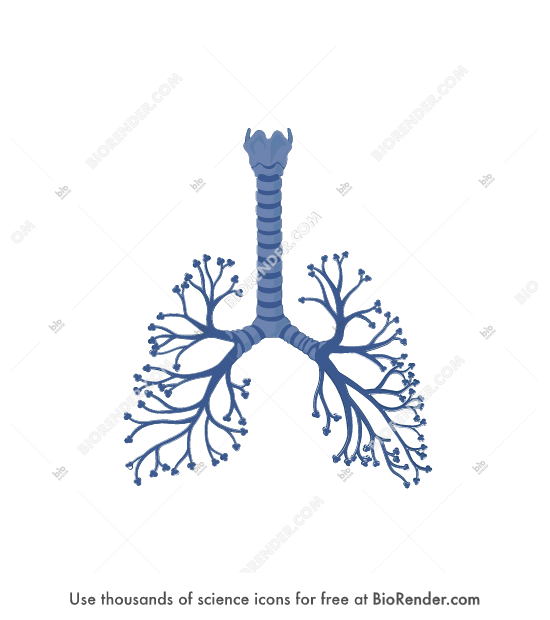 Free Trachea (with alveoli) Icons, Symbols & Images | BioRender