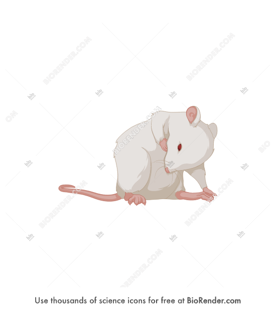 Free Mouse biting abdomen Icons, Symbols & Images | BioRender