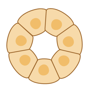 Free Nephron tubule (distal) Icons, Symbols & Images | BioRender