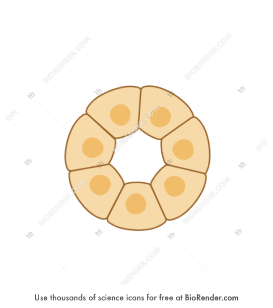 Free Nephron tubule (distal) Icons, Symbols & Images | BioRender