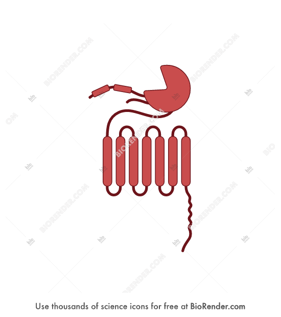 Free GABA-B1 Icons, Symbols & Images | BioRender