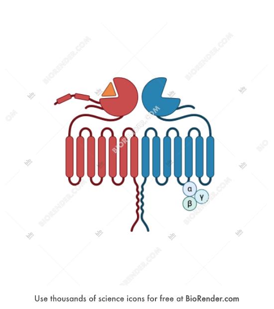 Free GABA-B receptor Icons, Symbols & Images | BioRender