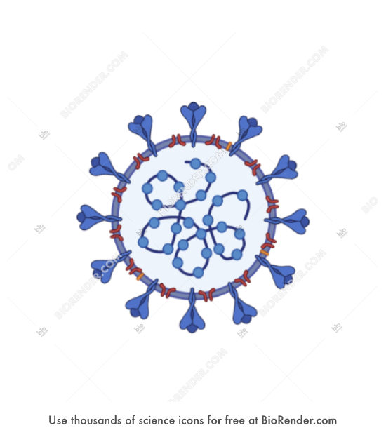Free Coronavirus (COVID-19) Icons, Symbols & Images | BioRender