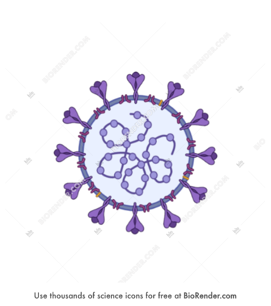 Free Coronavirus (MERS) Icons, Symbols & Images | BioRender