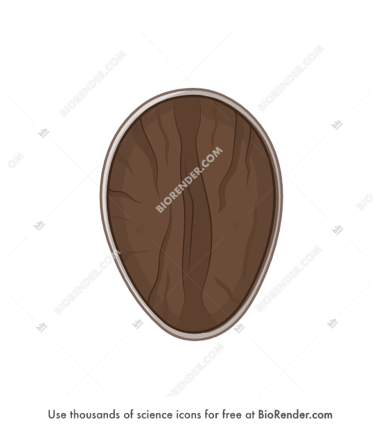 Free Cacao bean (half) Icons, Symbols & Images | BioRender