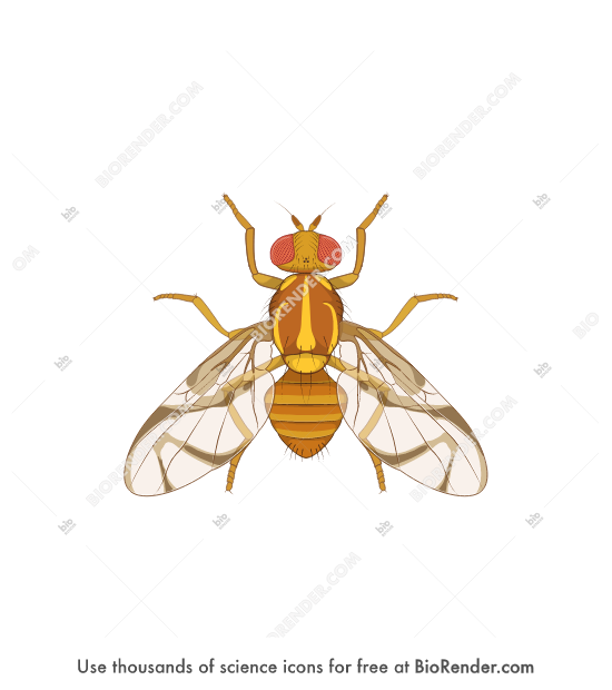 Free Anastrepha fraterculus (male) Icons, Symbols & Images | BioRender Free Anastrepha fraterculus (male) Icons, Symbols & Images | BioRender