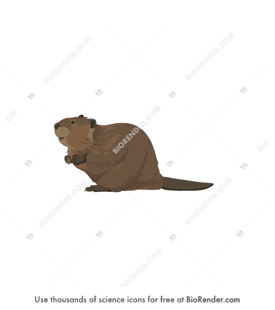 Free Castor canadensis (North American beaver) Icons, Symbols & Images ...