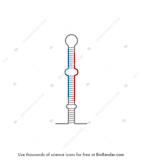 Free miRNA (1 primary) Icons, Symbols & Images | BioRender