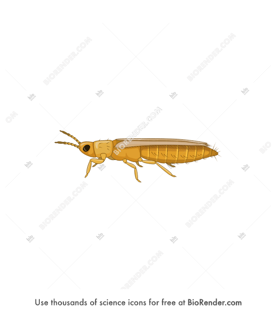 Free Frankliniella occidentalis (western flower thrip) Icons, Symbols ...