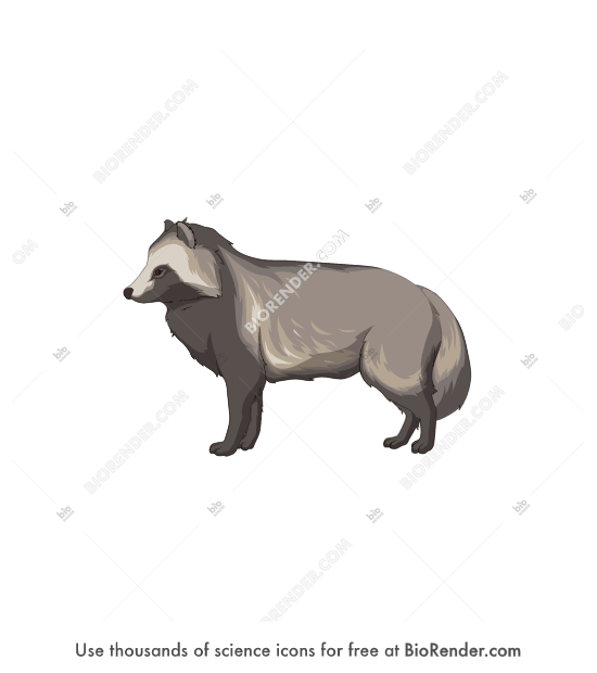 Free Raccoon dog (Nyctereutes procyonoides) Icons, Symbols & Images ...
