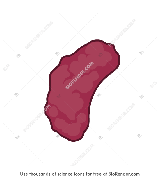 Free Generic protein (bean 2) Icons, Symbols & Images | BioRender