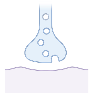 Synaptic cleft (with vesicles) | Editable Science Icons from BioRender