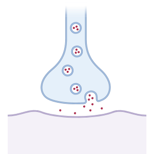 Synaptic cleft (with vesicles) | Editable Science Icons from BioRender