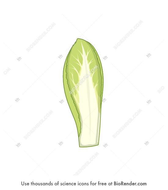 Free Belgian endive (leaf) Icons, Symbols & Images | BioRender