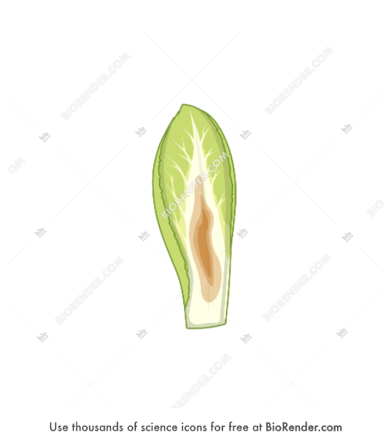 Free Belgian endive (rotting) Icons, Symbols & Images | BioRender