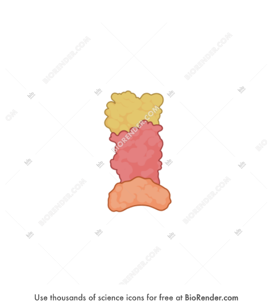 Free MS2-p65-HSF1 complex Icons, Symbols & Images | BioRender