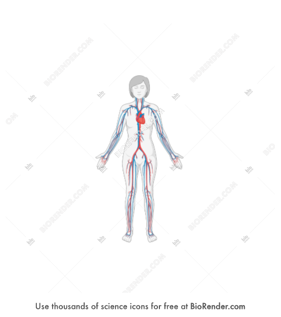 Free Circulatory system (female) Icons, Symbols & Images | BioRender