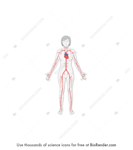 Free Circulatory system (female, arterial) Icons, Symbols & Images ...