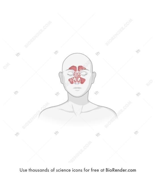 Free Paranasal sinuses (female, anterior) Icons, Symbols & Images ...