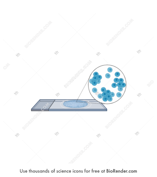 Free ThinPrep slide (lateral, with zoom-in view) Icons, Symbols ...