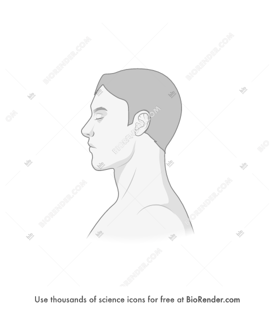 Free Adult male head (lateral) Icons, Symbols & Images | BioRender