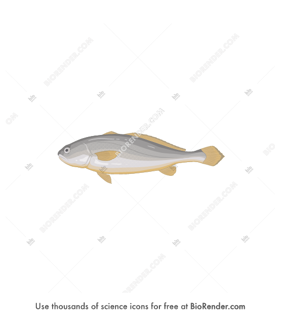 Free Large yellow croaker (Larimichthys crocea) Icons, Symbols & Images ...