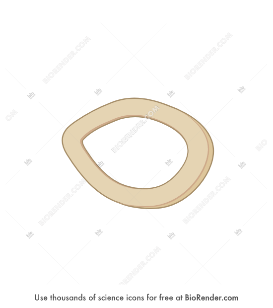 Free Mouse leg bone (femur, cross-section) Icons, Symbols & Images ...