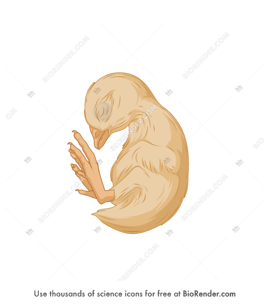 Free Chicken (embryo, full term) Icons, Symbols & Images | BioRender