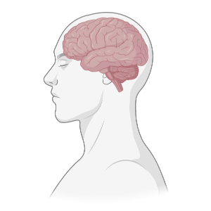 Free Brain (lateral, male) Icons, Symbols & Images | BioRender