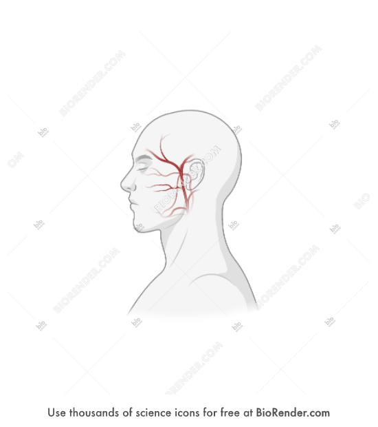 Free Temporal Artery Lateral Adult Male Icons Symbols And Images Biorender