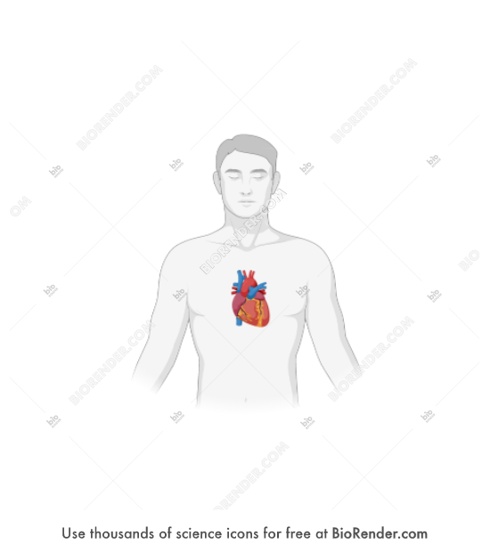 Free Heart (male) Icons, Symbols & Images | BioRender