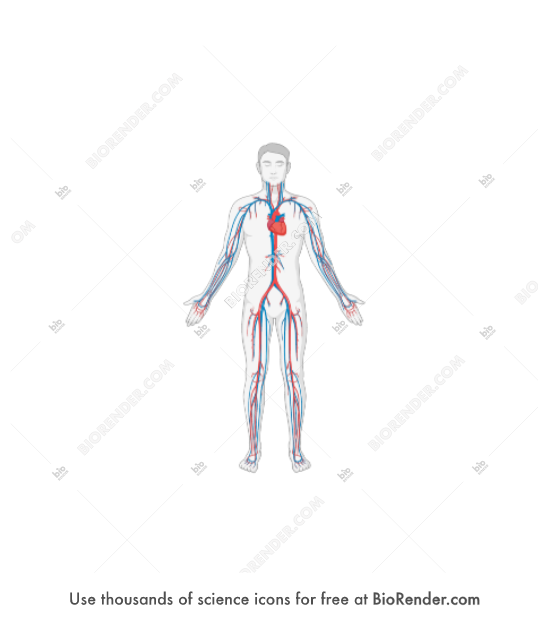 Free Circulatory system (male) Icons, Symbols & Images | BioRender