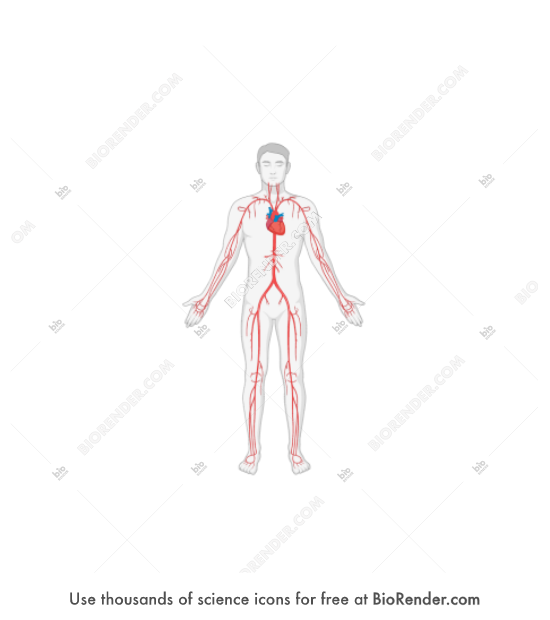 Free Circulatory system (male, arterial) Icons, Symbols & Images ...