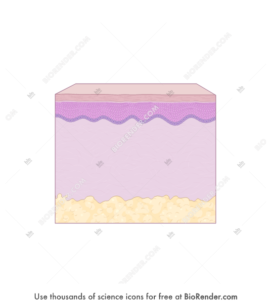 Free Skin epithelium (3d, with epidermis cells) Icons, Symbols & Images ...