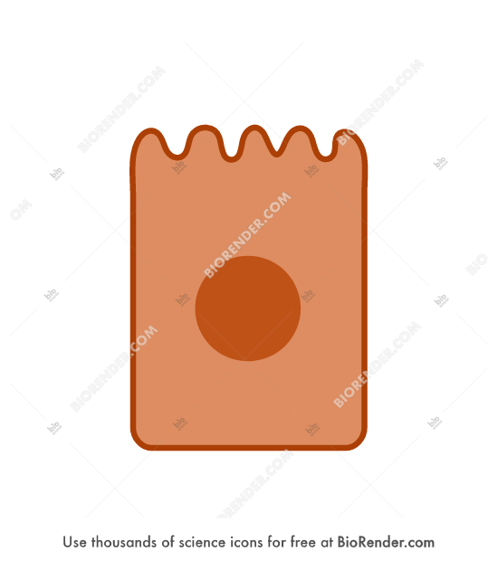 Free Luminal epithelial cell 2 Icons, Symbols & Images | BioRender
