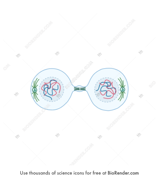 Free Mitosis (5. Telophase) Icons, Symbols & Images | BioRender